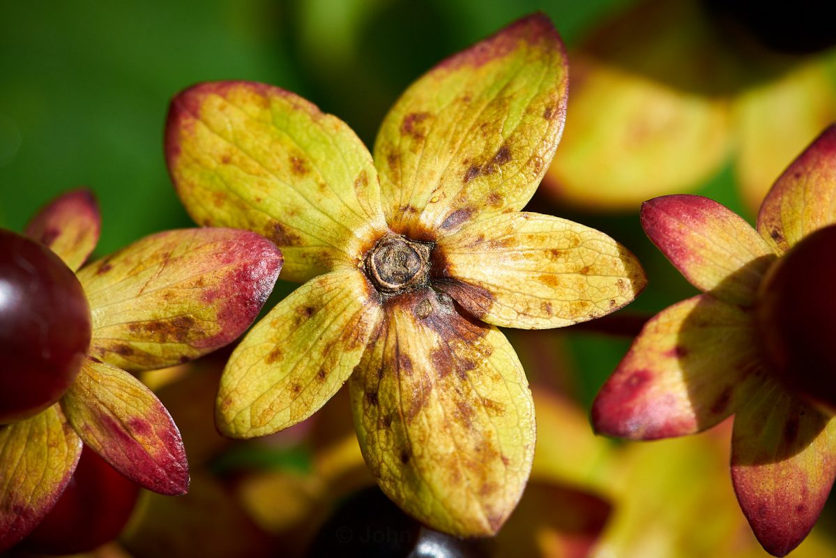 Summer Flower Detail