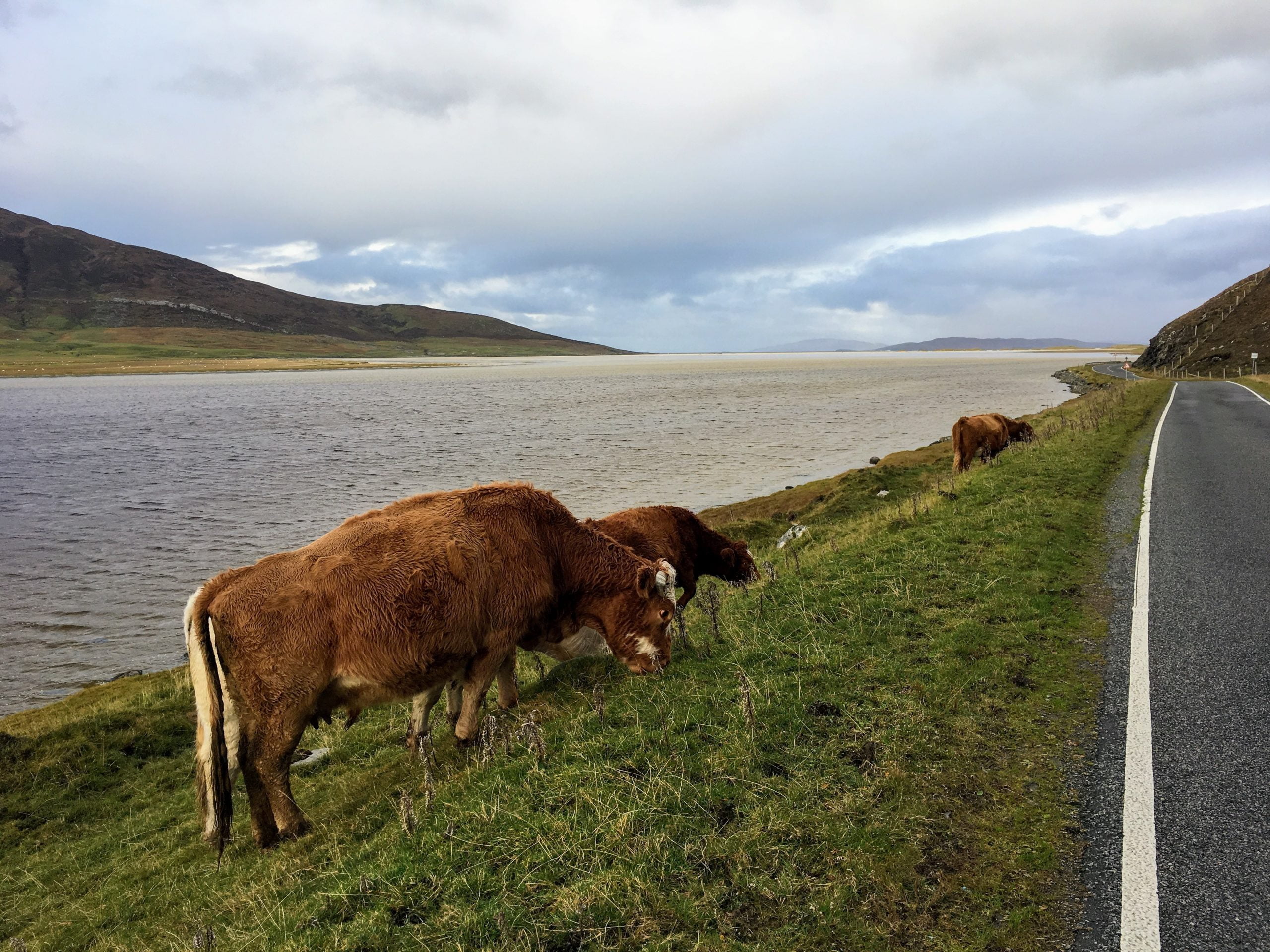 Happy heffers - Photography...mostly.